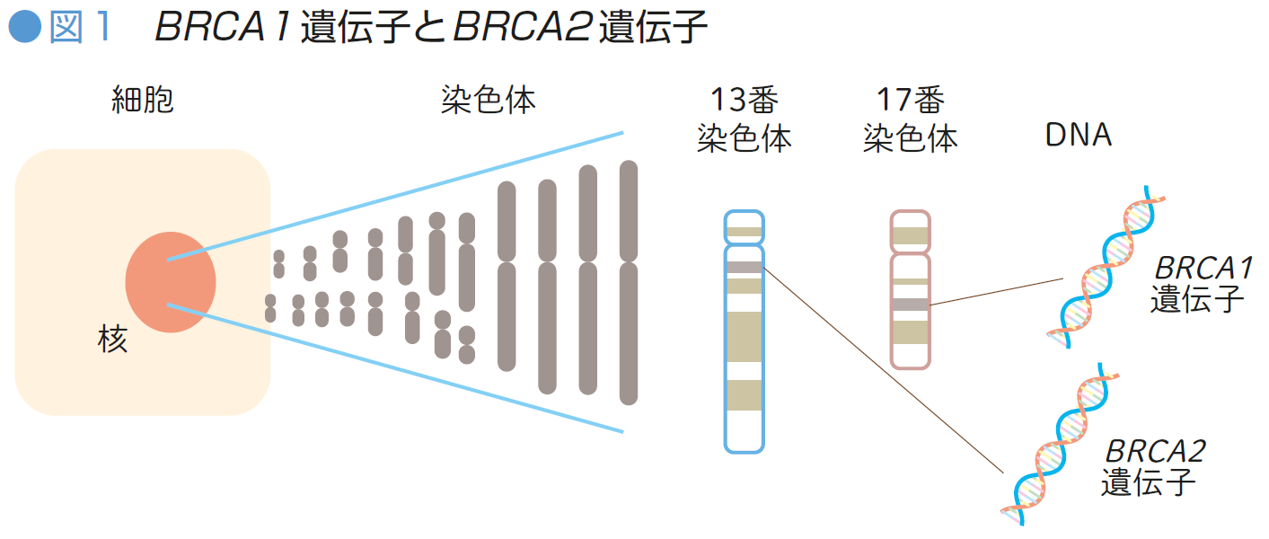 遺伝性乳がん卵巣がんを知ろう！